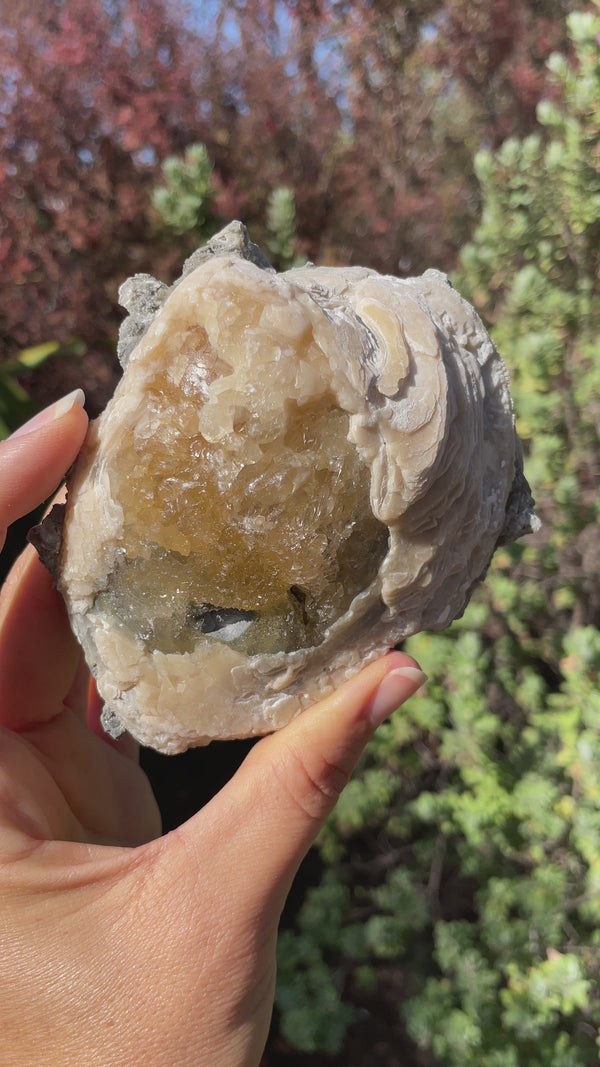 UV Reactive Fossilized Clamshell with Honey Calcite - Sugar Studio Crystals